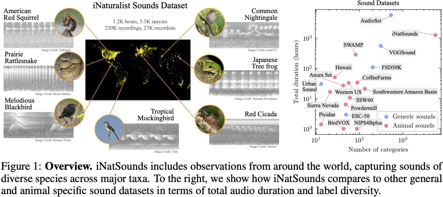 iNaturalist Sounds Dataset 自然物种声音数据集 | 数据集 | HyperAI超神经