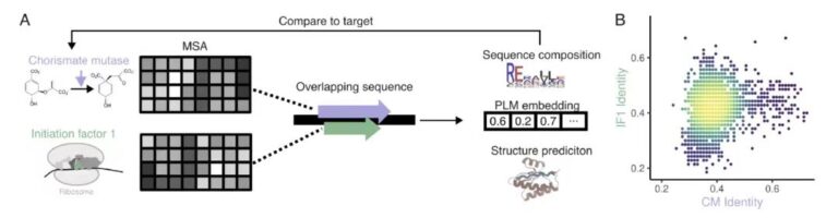 David Baker 团队最新研究，利用蛋白质序列生成模型实现重叠基因设计，成功率极高 | 资讯 | HyperAI超神经