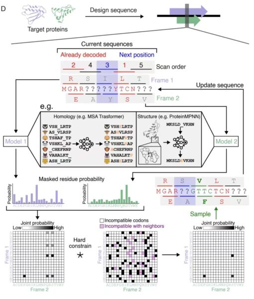 David Baker 团队最新研究，利用蛋白质序列生成模型实现重叠基因设计，成功率极高 | 资讯 | HyperAI超神经